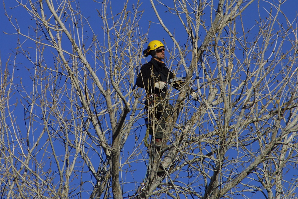 Licensed Arborists - Littleton CO