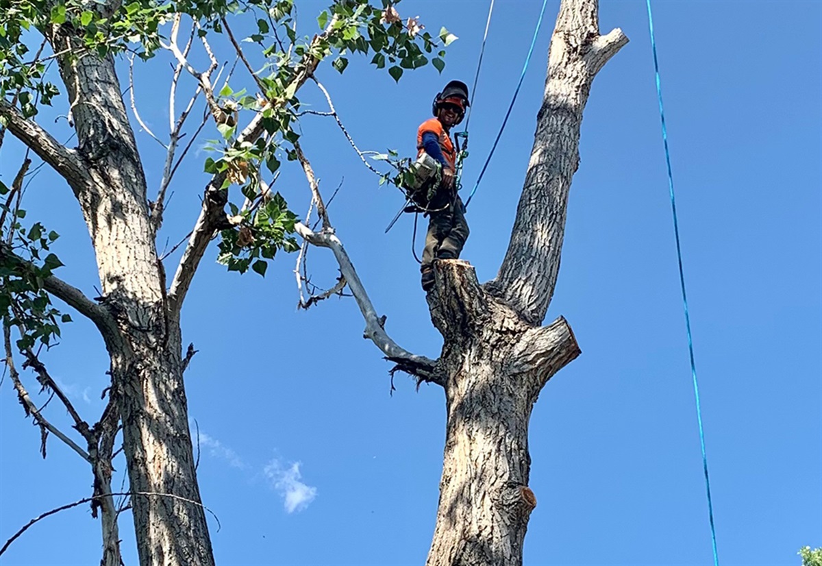 Licensed Arborists - Littleton CO